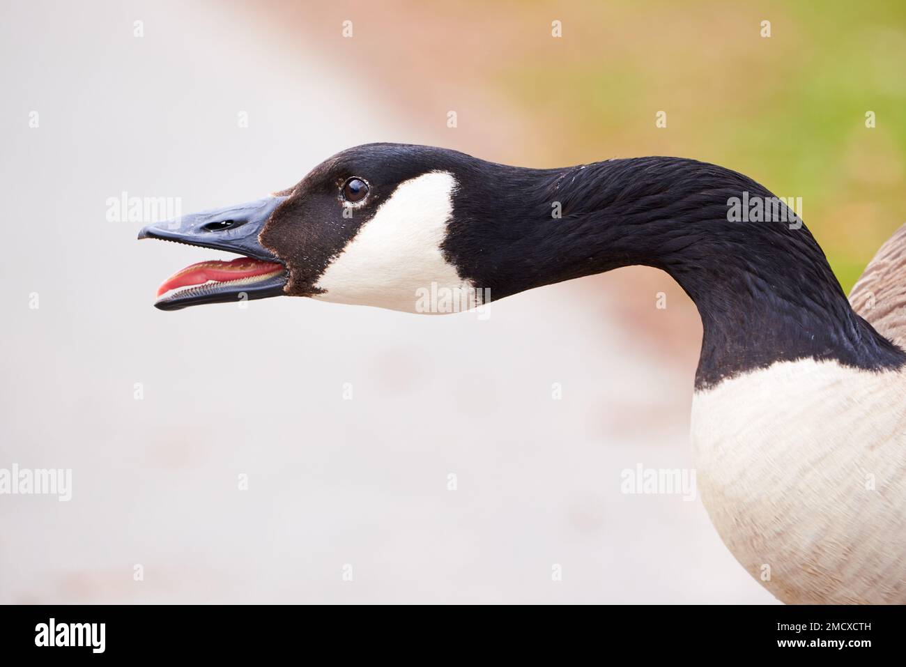 Canada goose eating plant hi-res stock photography and images - Alamy