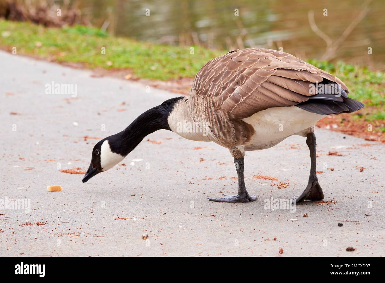 Canada Goose eating bread ( Branta Canadensis Stock Photo - Alamy