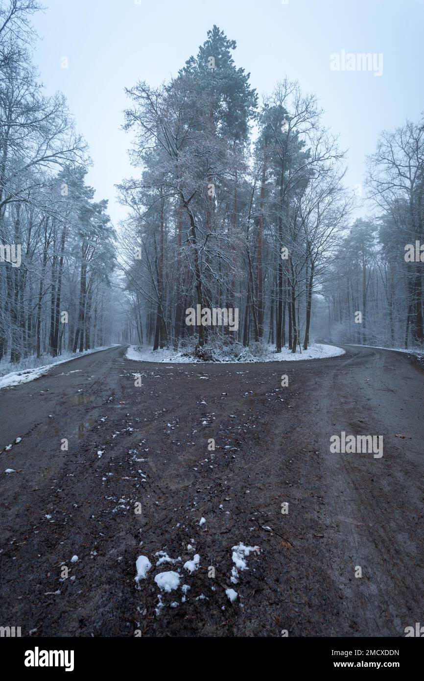 Fork path forest hi-res stock photography and images - Alamy