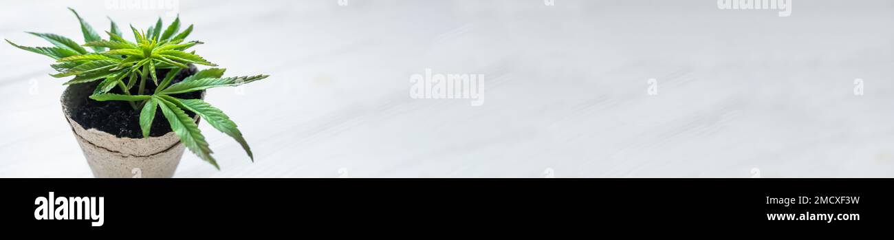 Banner with Growing hemp at home in pots of recyclable materials ...