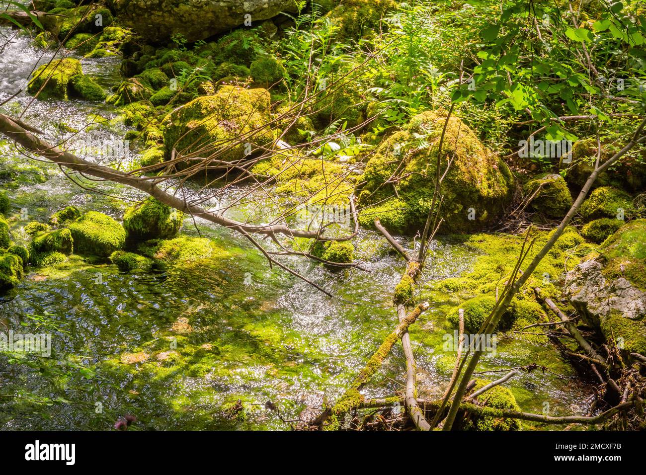 the ephemeral ponds of Tovel: small pearls with turquoise and indigo ...
