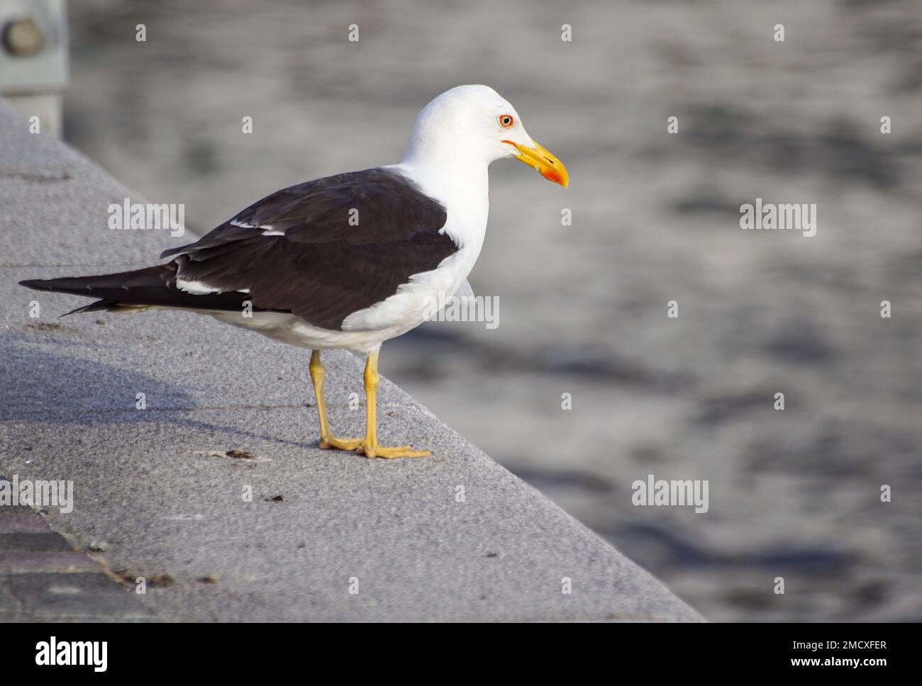 Close up of seagull perching on retaining wall Stock Photo - Alamy