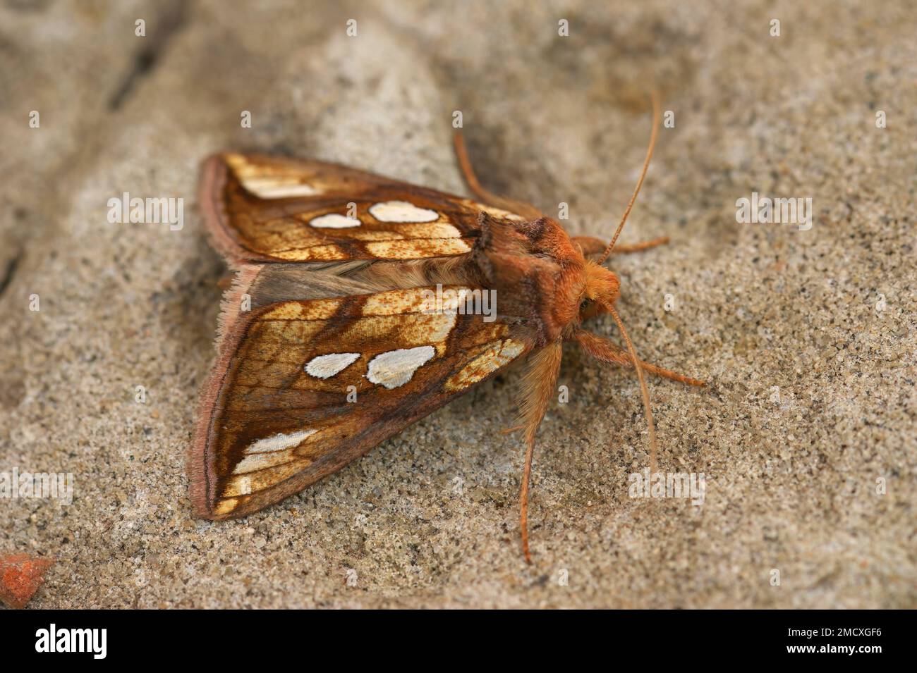 Closeup on the colorful Goldspot owlet moth, Plusia festucae, sitting ...