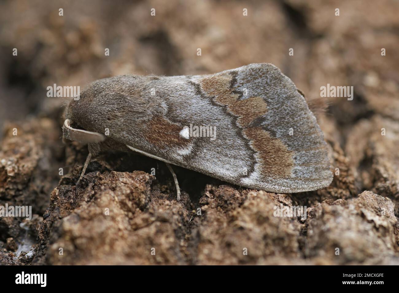 Lappet moth pine tree hi-res stock photography and images - Alamy