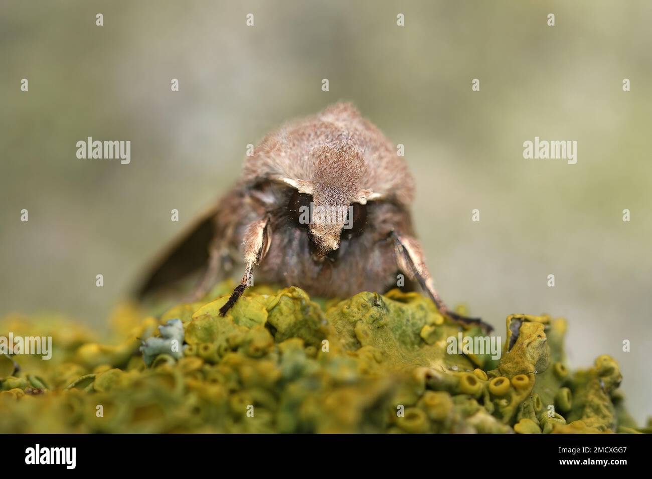 Natural frontal closeup on the Common Quaker owlet moth, Orthosia ...