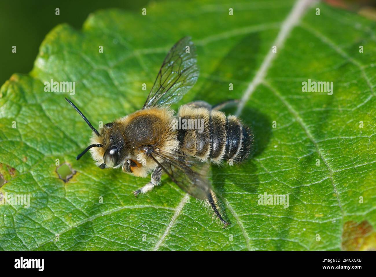 Natural Outdoors Close Up Of The Male Of Willughbys Leaf Cutter Bee Megachile Willughbiella On