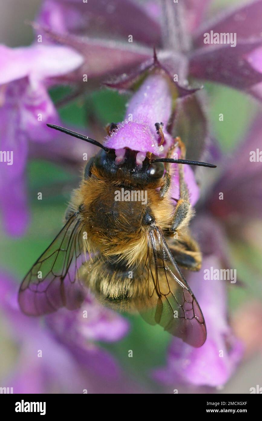 Natural closeup on a male fork-tailed flower bee, Anthophora furcata ...