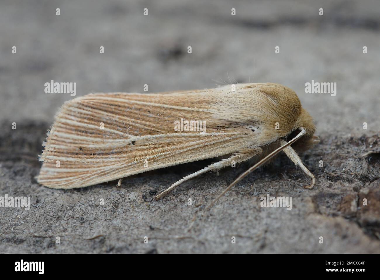 Detailed closeup of the pale brown colored common wainscot moth ...