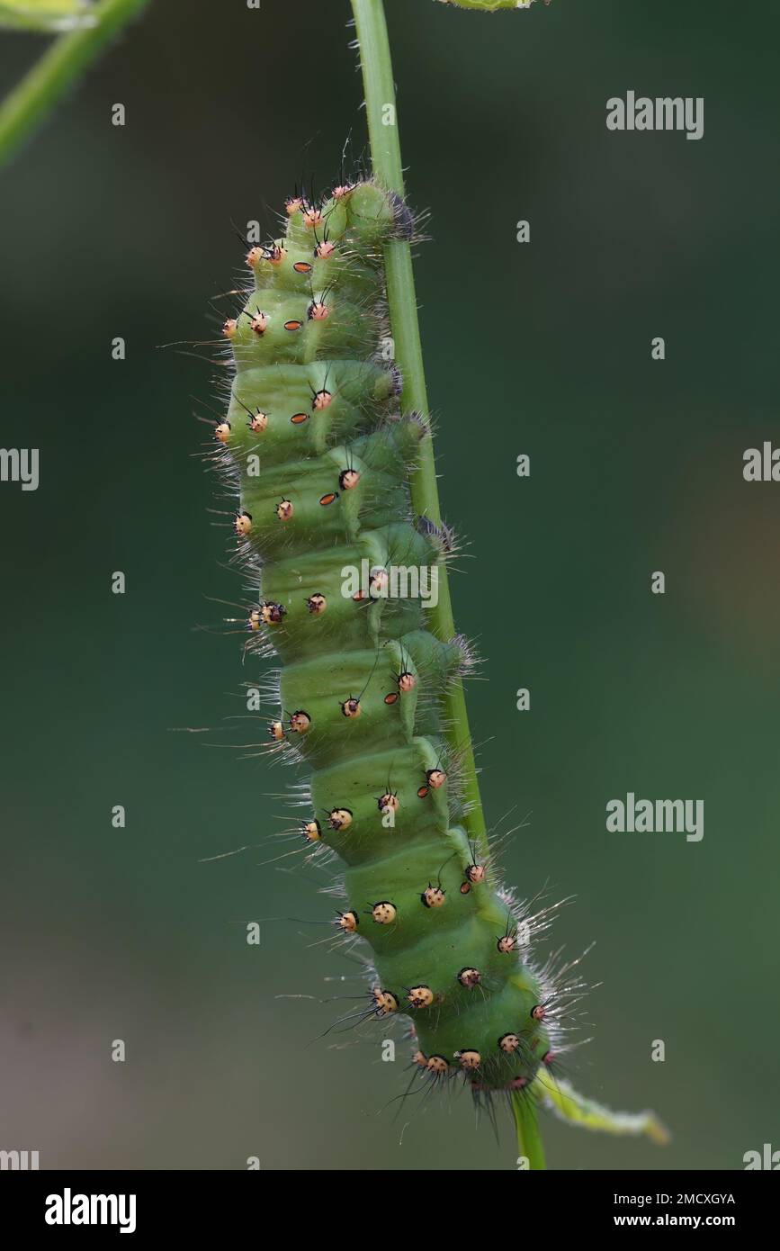 Detailed natural closeup on a beautiful green Emperor moth Caterpillar ...