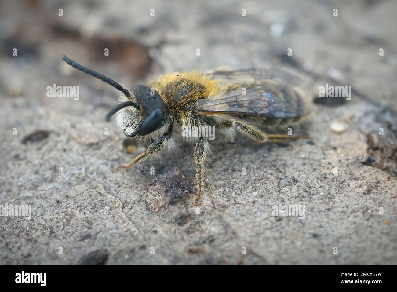 Detailed and colorful closup on a furry male of the oligolectic Heather ...