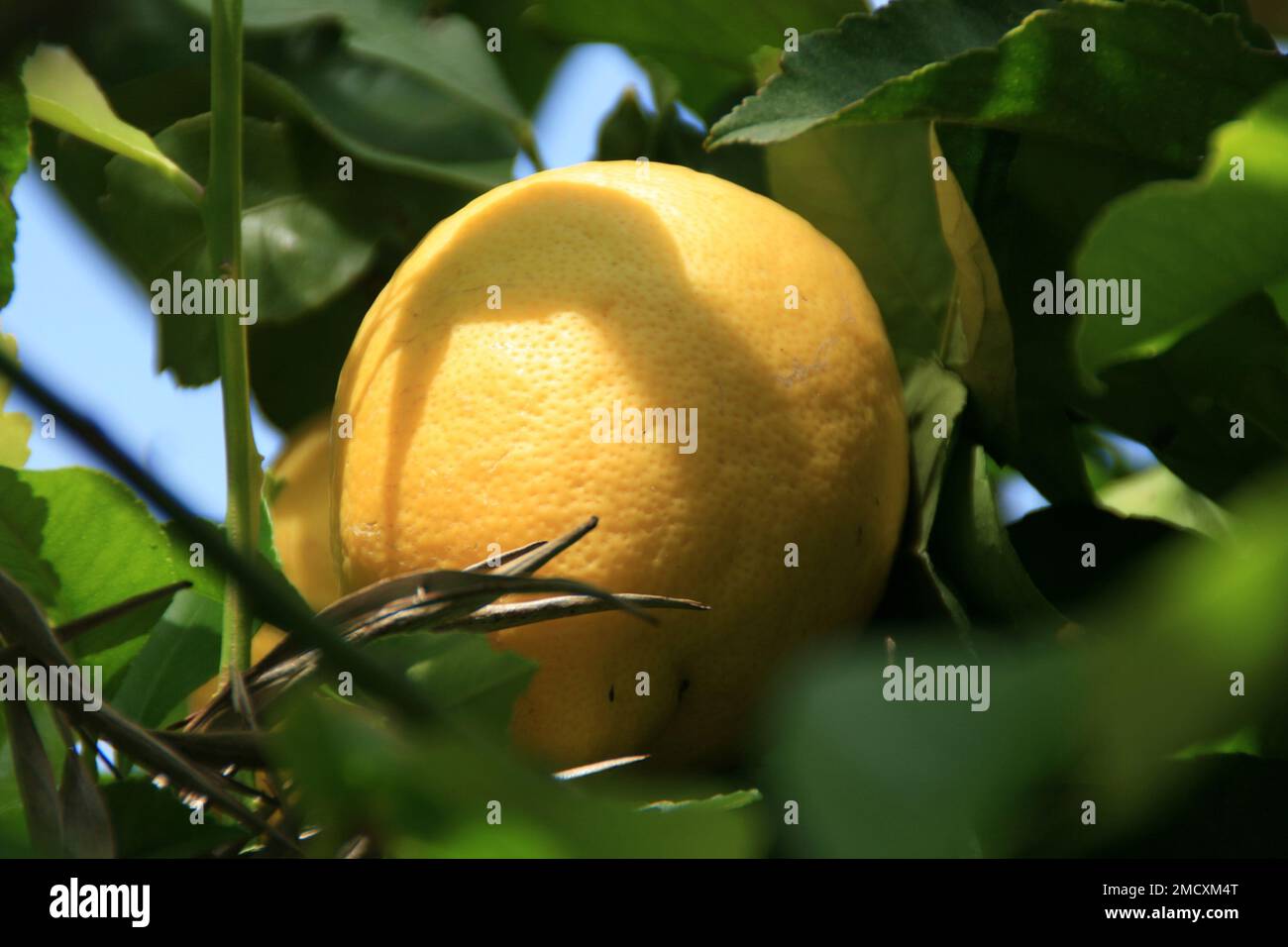 Lemontree hi-res stock photography and images - Alamy