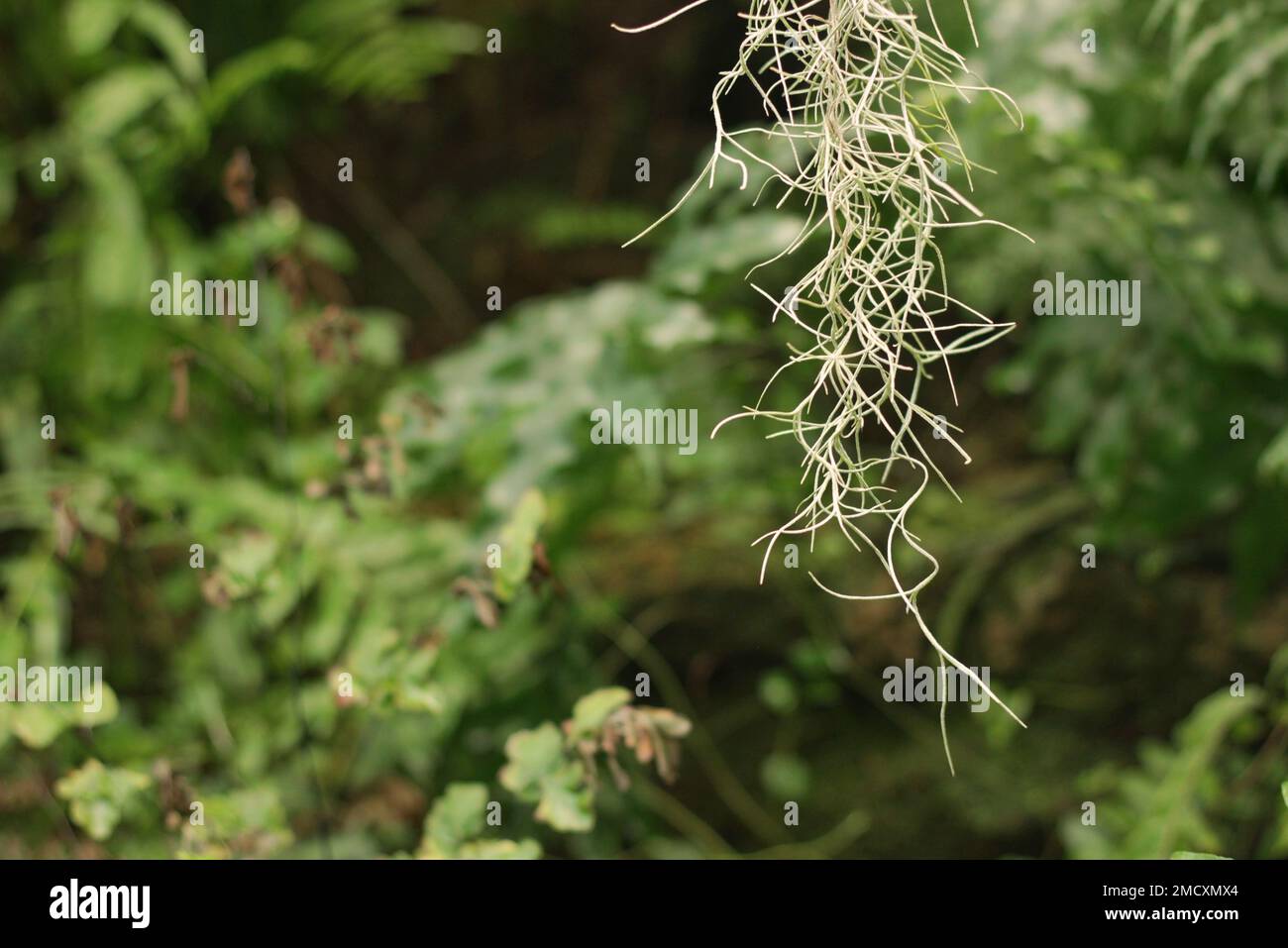 Locks of natural Spanish moss hanging in the jungle Stock Photo - Alamy