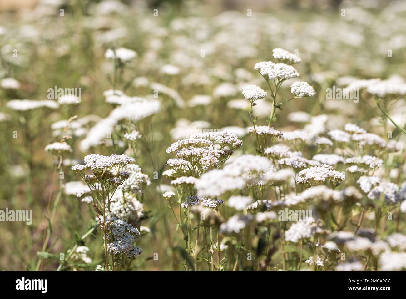 Yarrow Achillea blooms in the wild among grasses. Medical herb ...