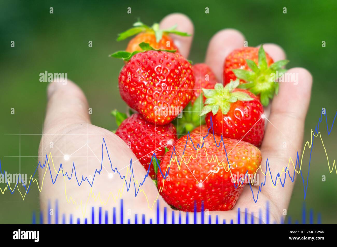 Strawberry in hand fresh harvest of berries. The growth chart of berry ...