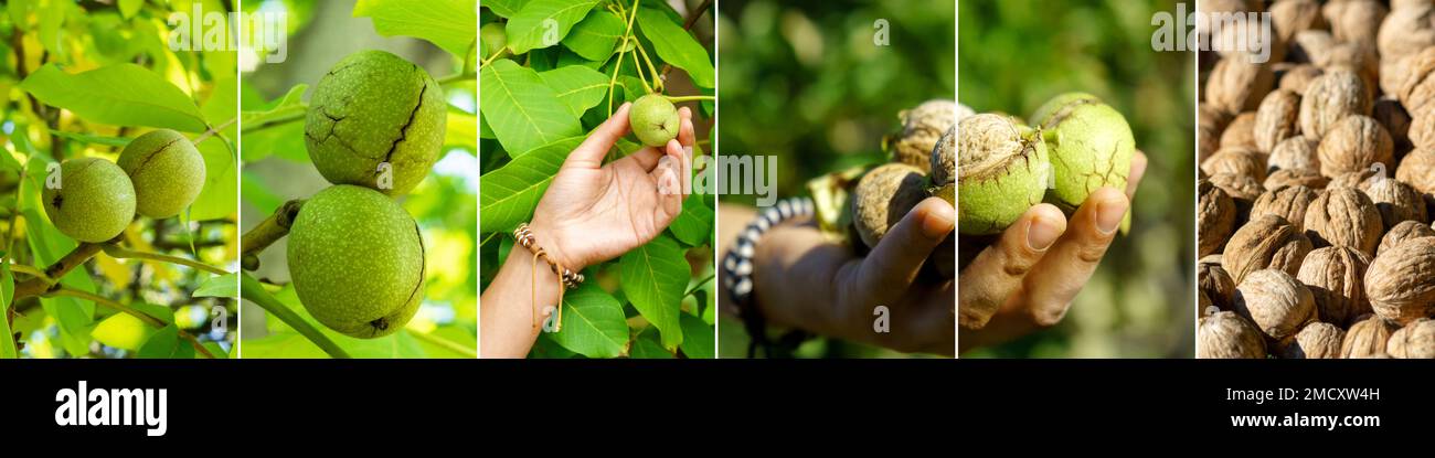 Walnuts growth, collage. Produce the juglans regia tree in the nut ...