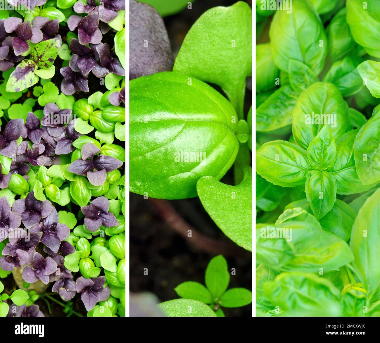 Growing, basil in the garden. Background for gardening. Collage ...