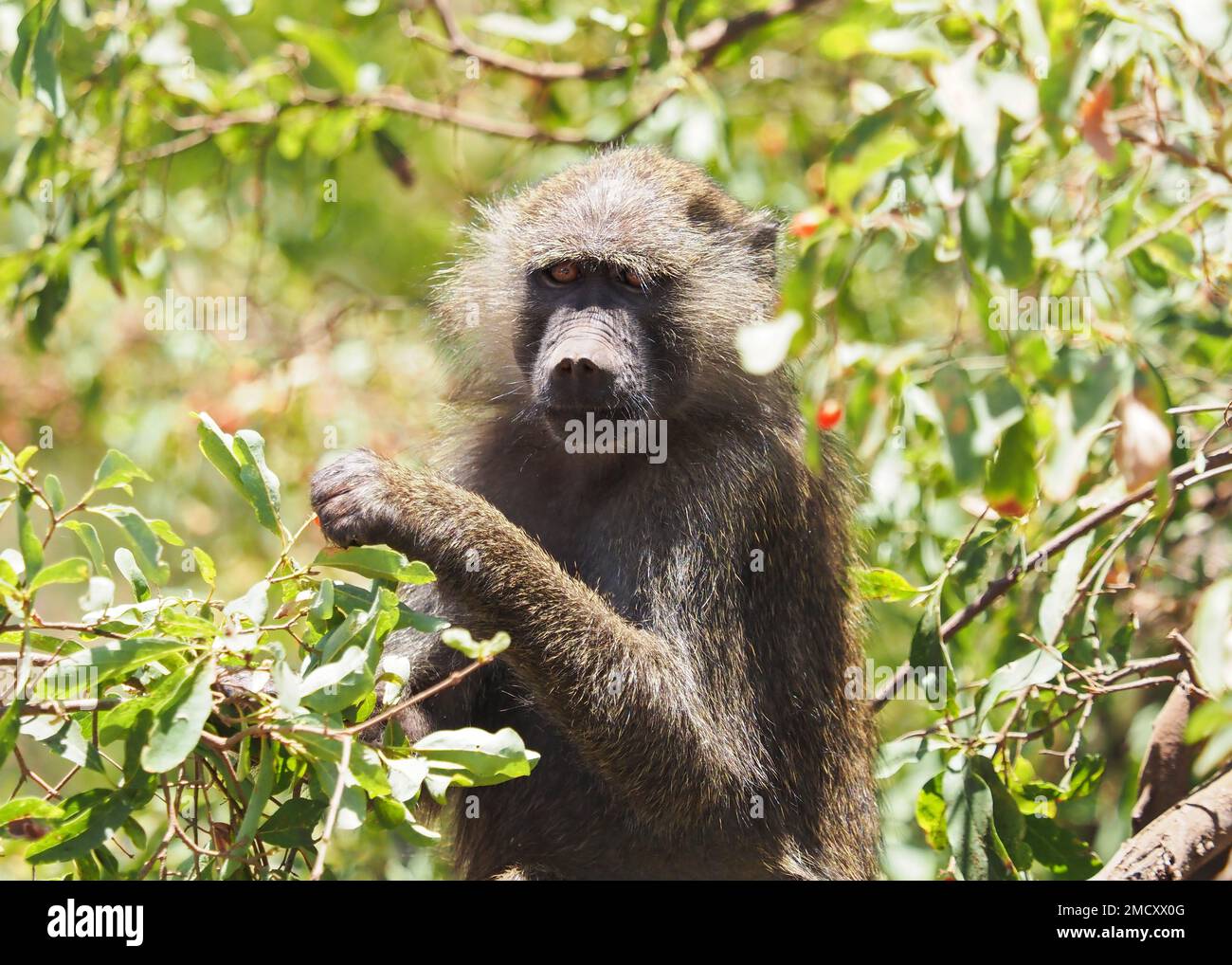 Manjara hi-res stock photography and images - Alamy