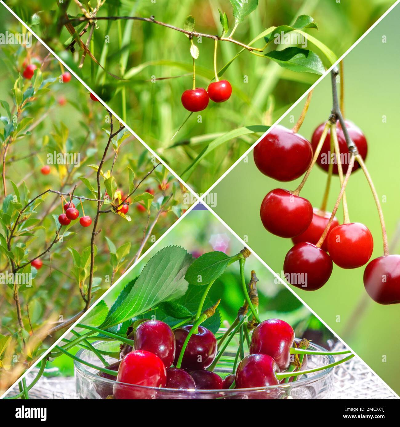 Ripe cherries in the garden. Collage, background banner. Red fruits ...