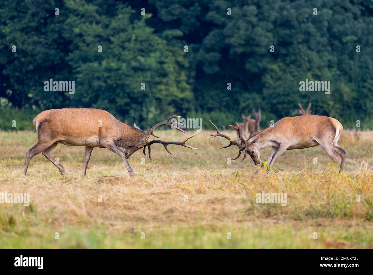 Two red deer stags fighting during rutting season Stock Photo - Alamy