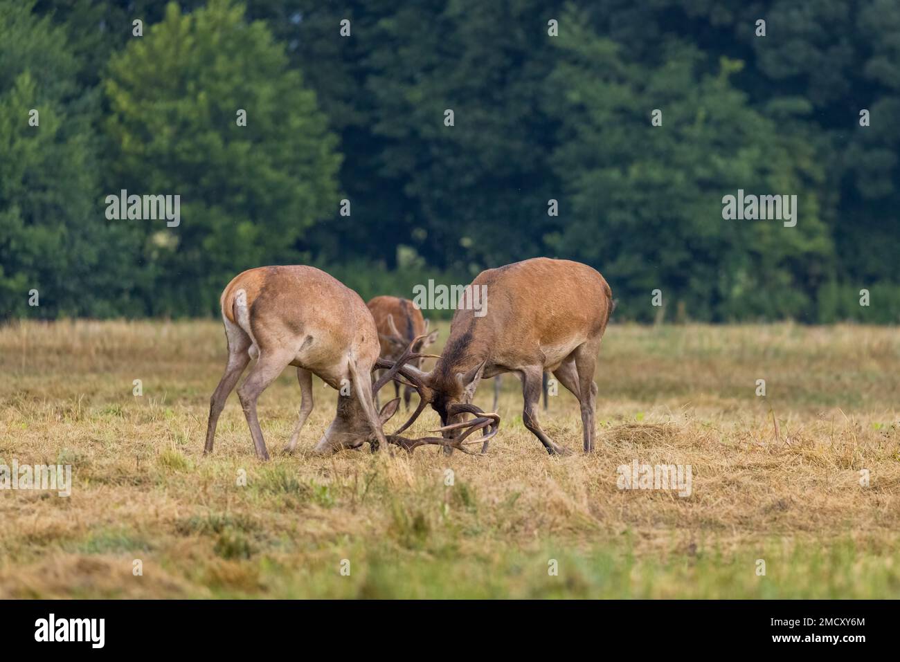 Two red deer stags fighting during rutting season Stock Photo - Alamy