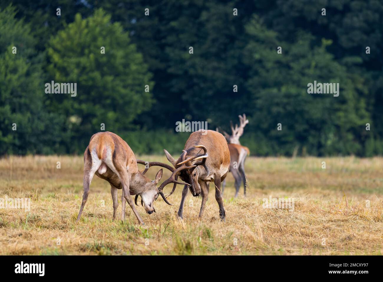 Two red deer stags fighting during rutting season Stock Photo - Alamy