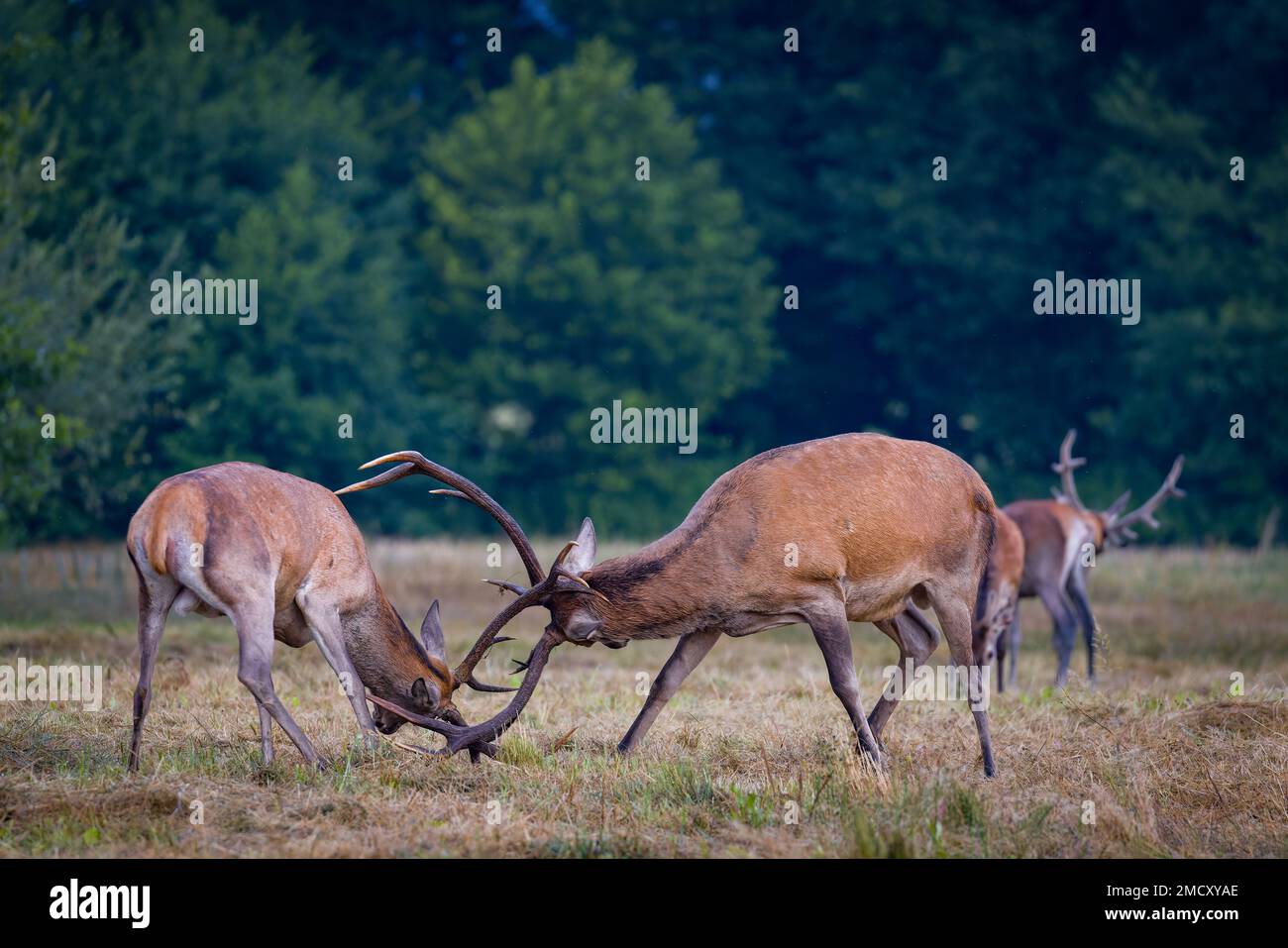 Two red deer stags fighting during rutting season Stock Photo - Alamy