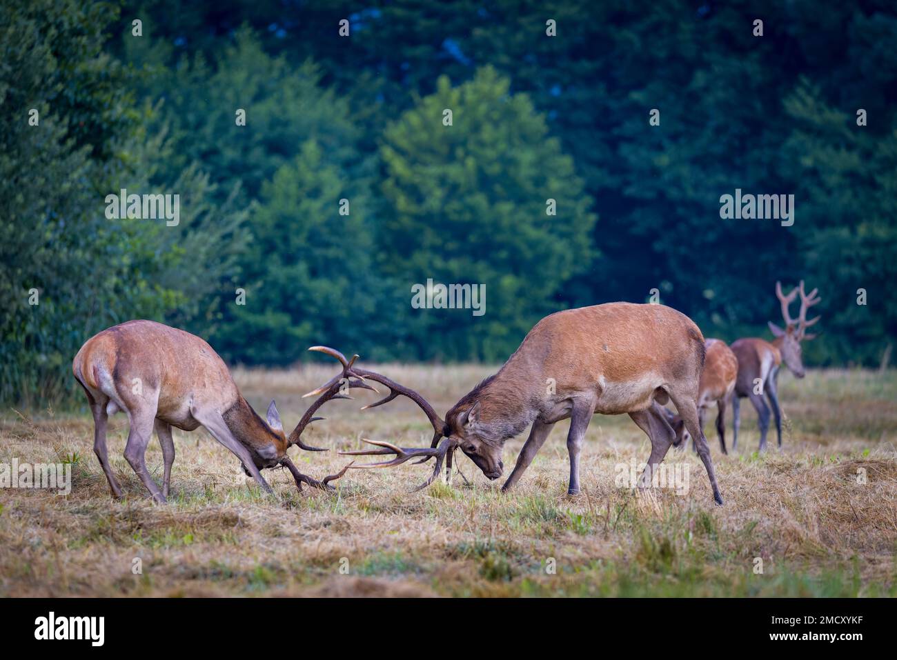 Two stags rutting hi-res stock photography and images - Alamy