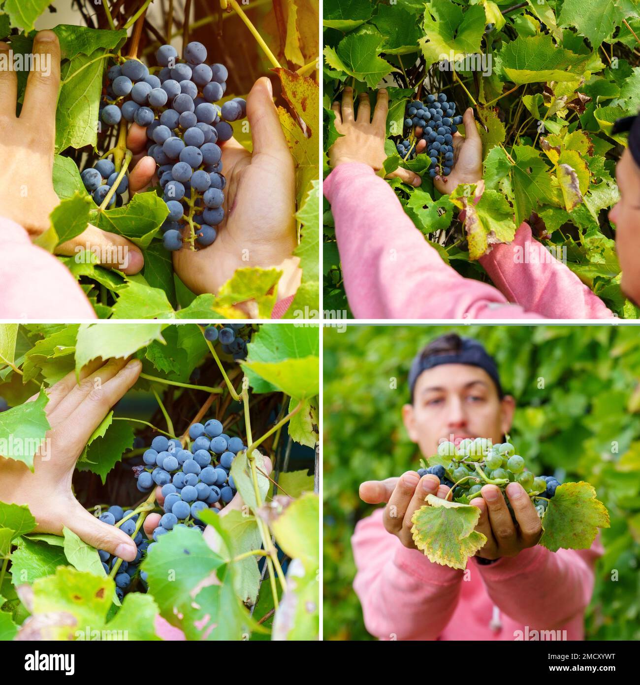 Collection of grape clusters growing on the vine. Cultivation ...