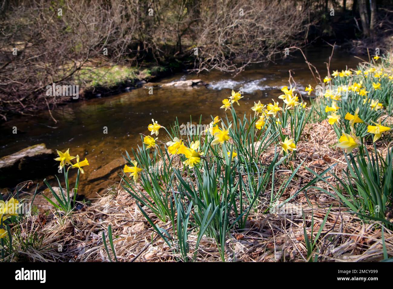 daffodil flowers near river in spring, Eifel park, Belgium Stock Photo ...