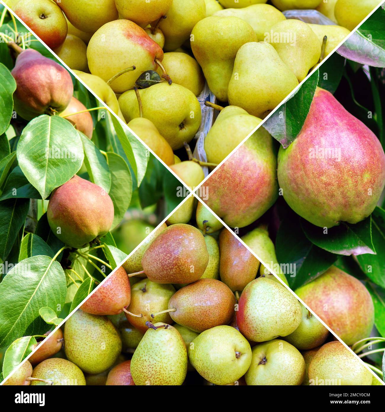 Ripe organic varieties of pears in the summer garden. Banner, collage ...