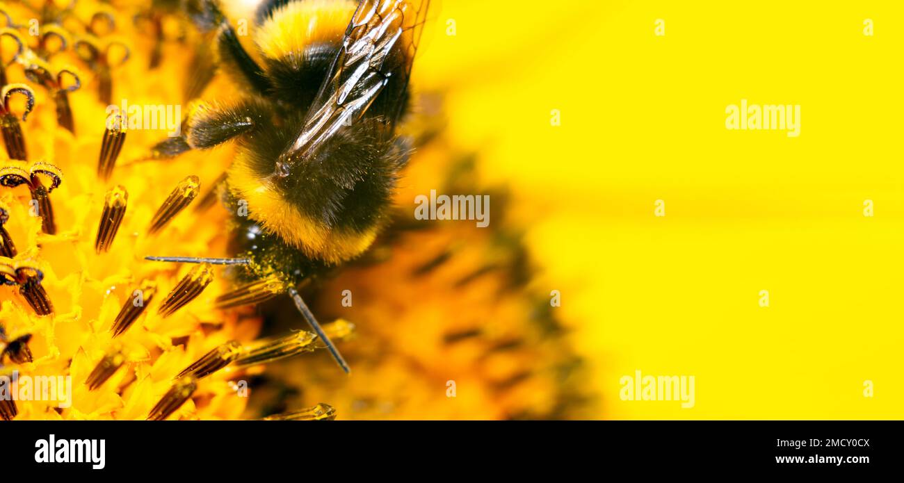 Bee, while collecting pollen from a flower. Hair on the bee is covered ...