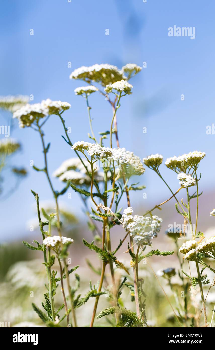 Yarrow Achillea blooms in the wild among grasses. Medical herb ...