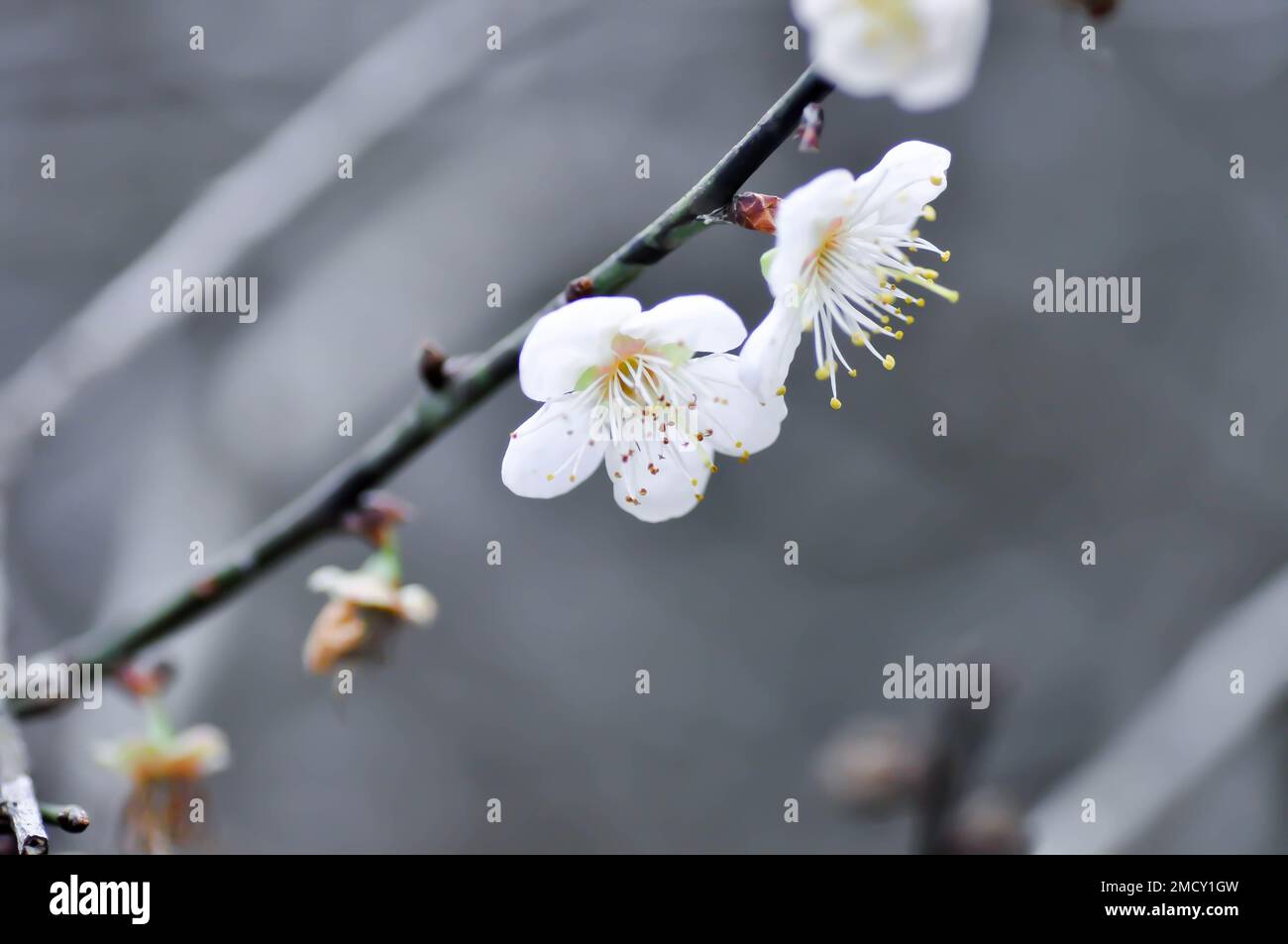 Prunus tree pot hi-res stock photography and images - Alamy