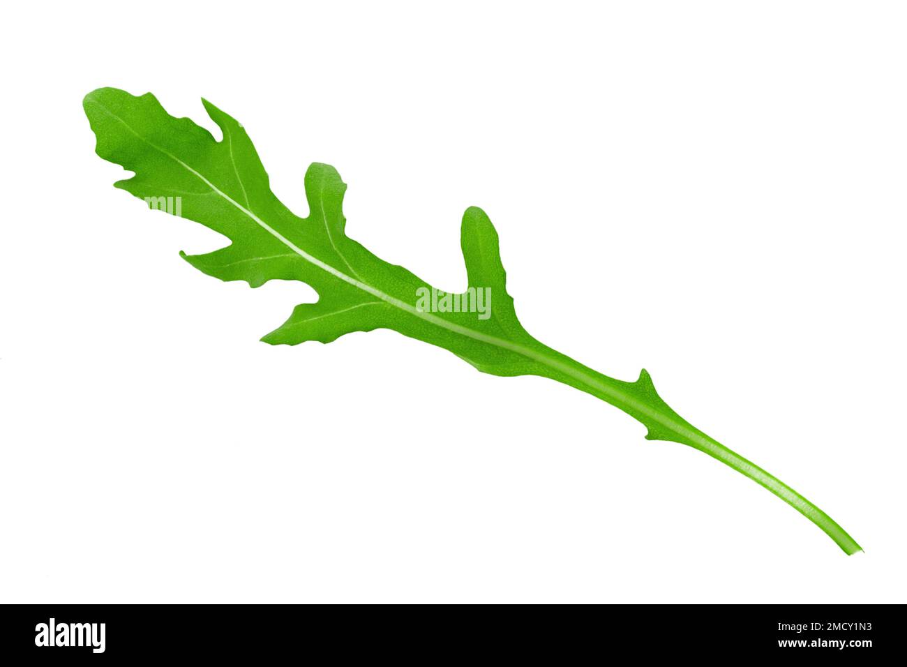 One leaf of arugula on a white background isolated. Fresh green rocket ...