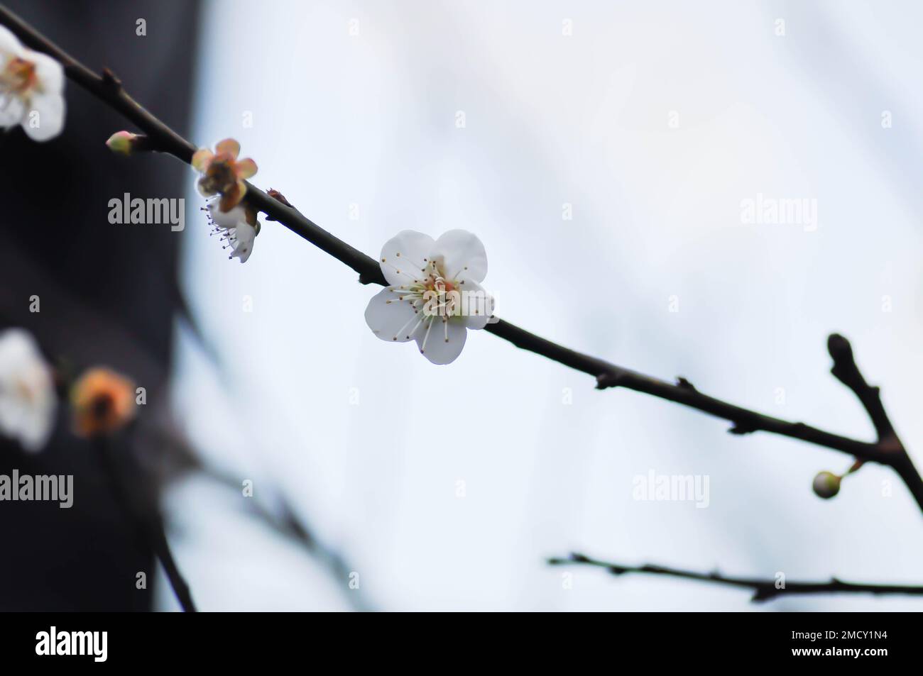Prunus mume siebold and zucc hi-res stock photography and images - Alamy