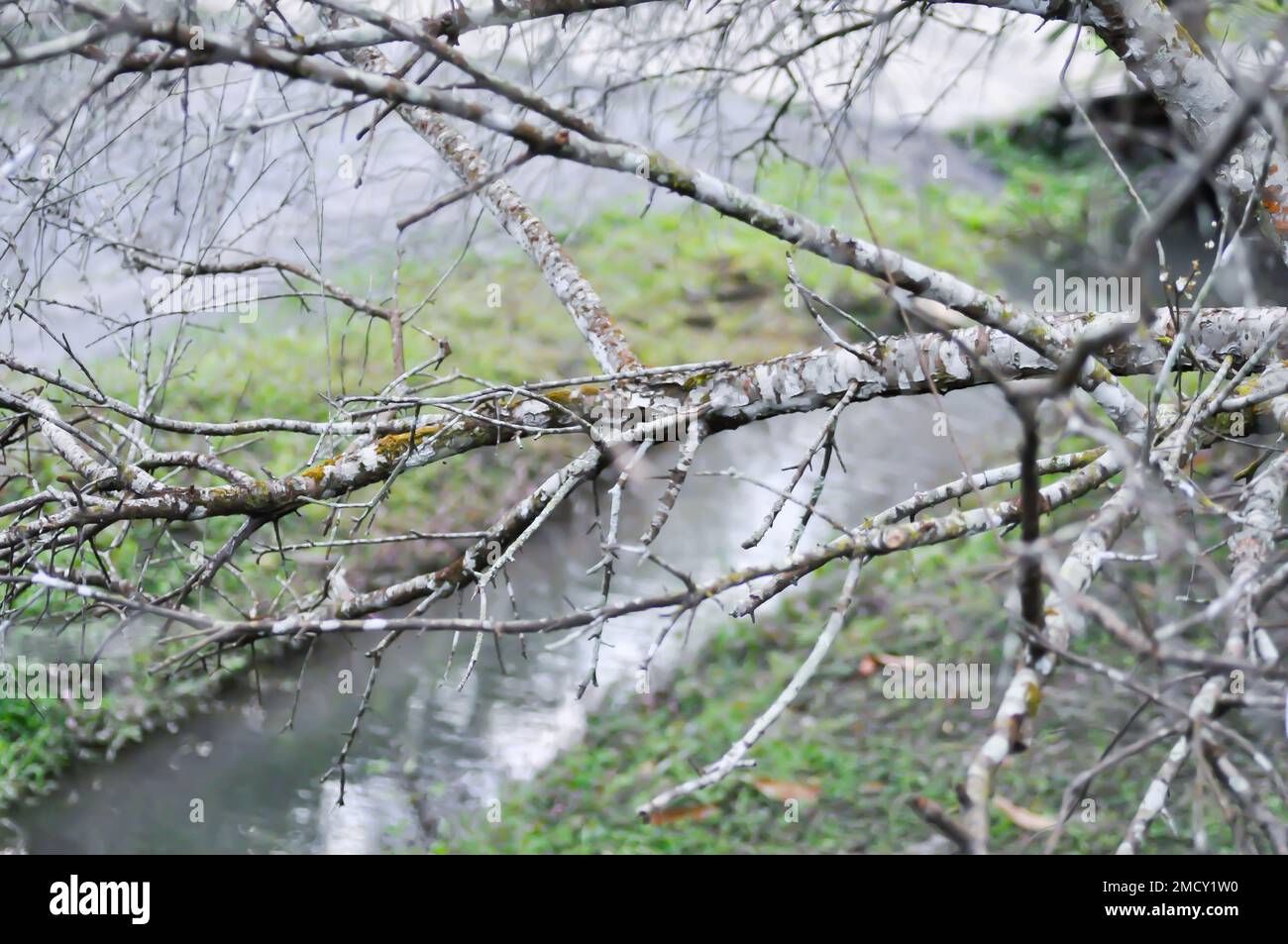river and tree in the forest or tree near river,cherry blossom or ...