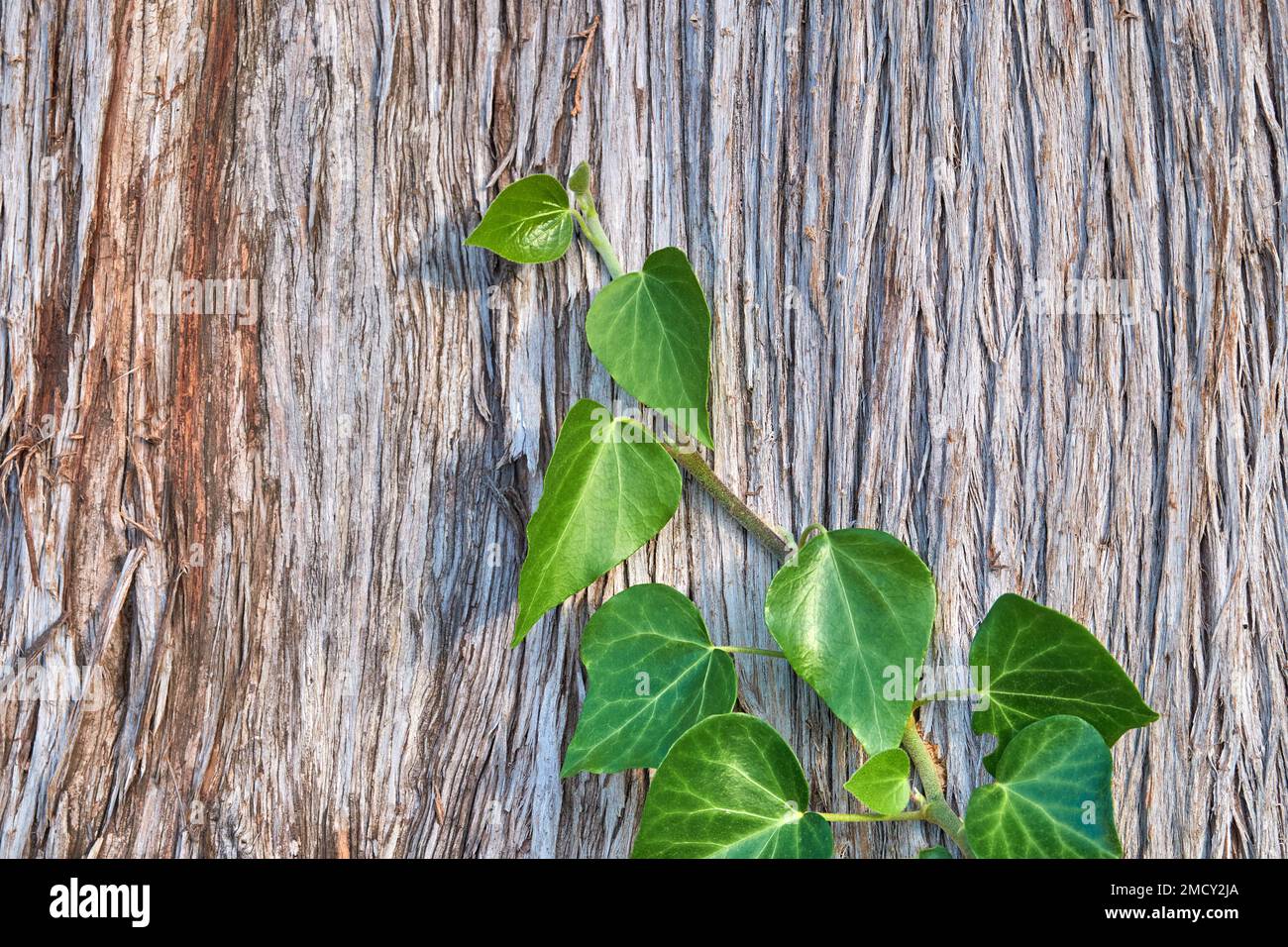 Tendrils of ivy hi-res stock photography and images - Alamy