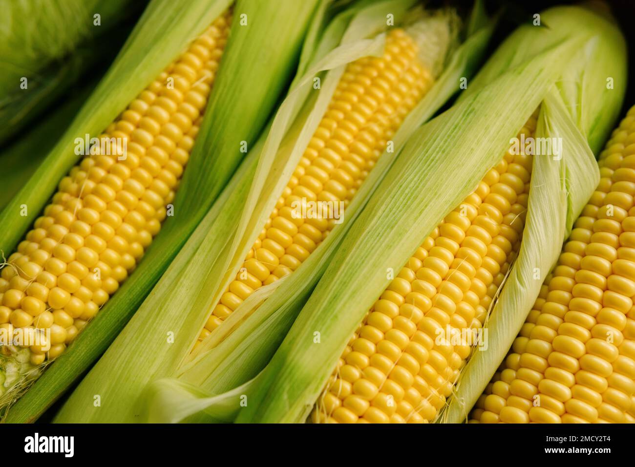 Fresh yellow corn cobs. Juicy fresh ears of corn harvest in the box. Summer and autumn harvest ...