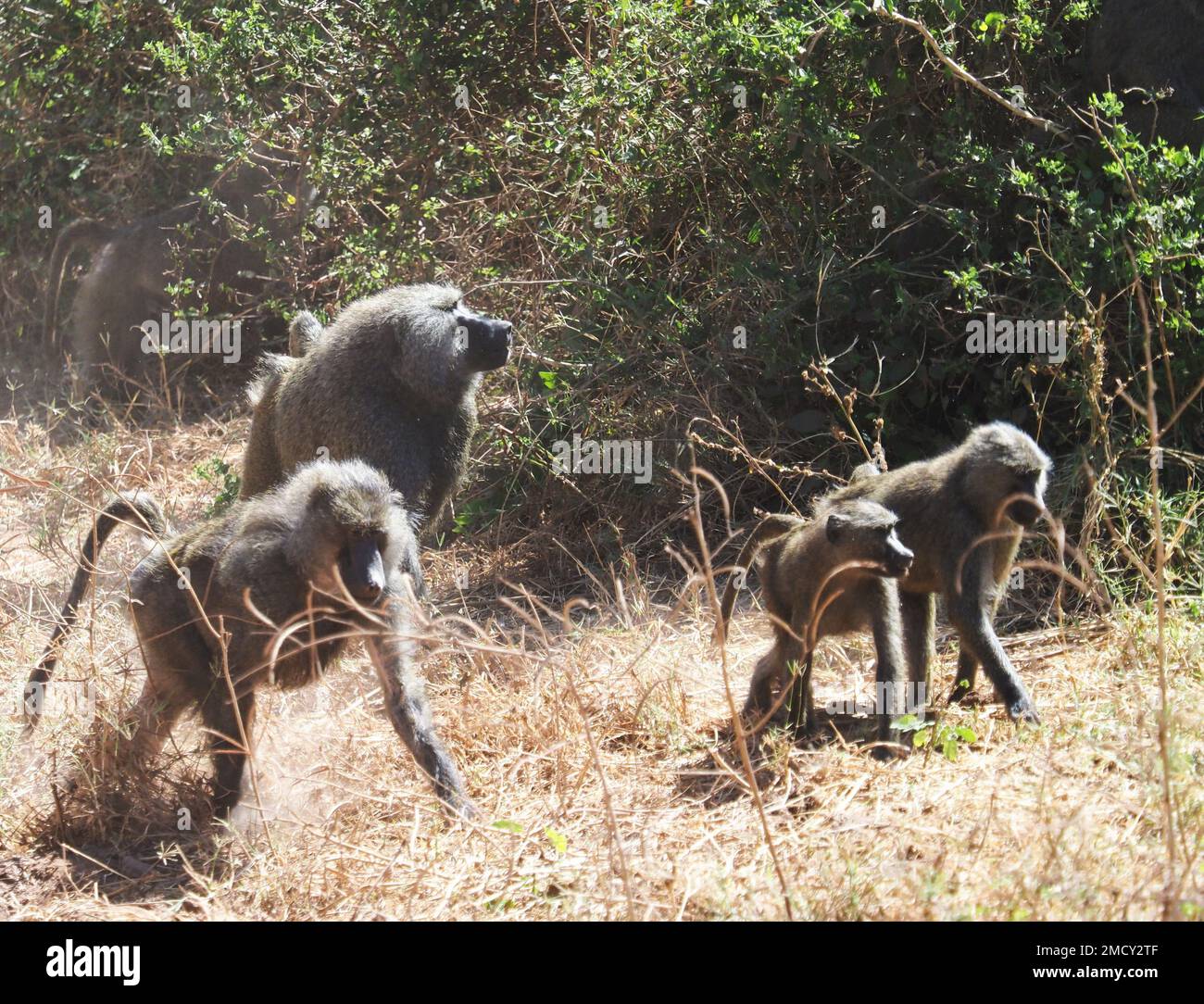 Manjara hi-res stock photography and images - Alamy