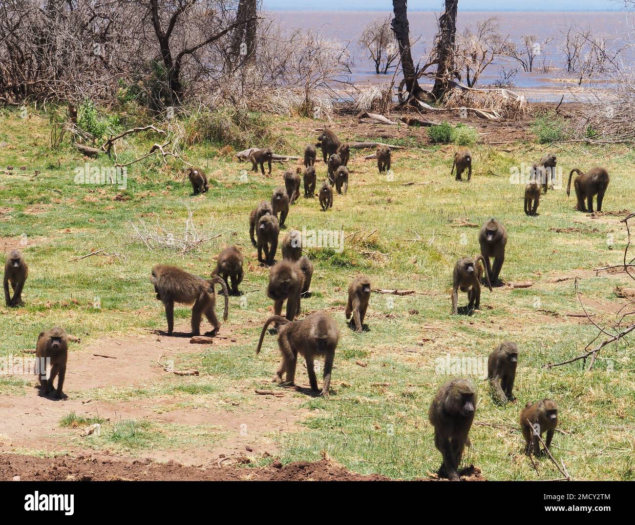 Mto Wa Mbu, Tanzania. 21st Sep, 2022. A pack of baboons (papio) runs ...