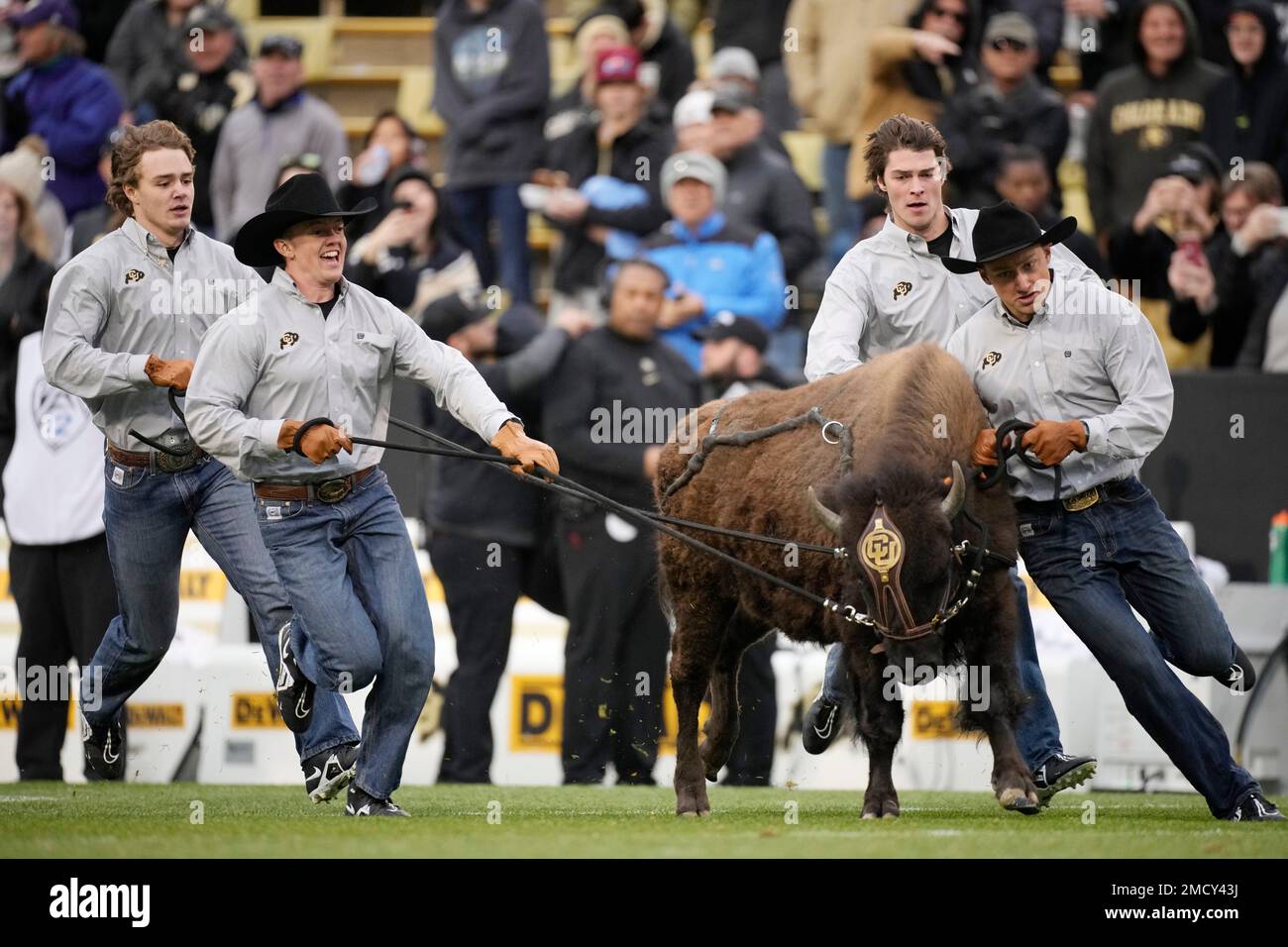 Handlers guide Colorado mascot Ralphie Vi on the animal's ceremonial ...