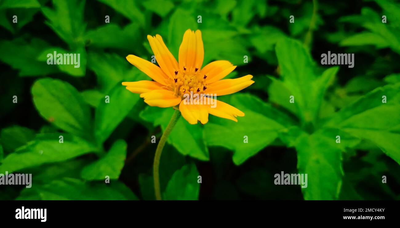 A closeup of a pretty yellow daisy in a garden Stock Photo - Alamy