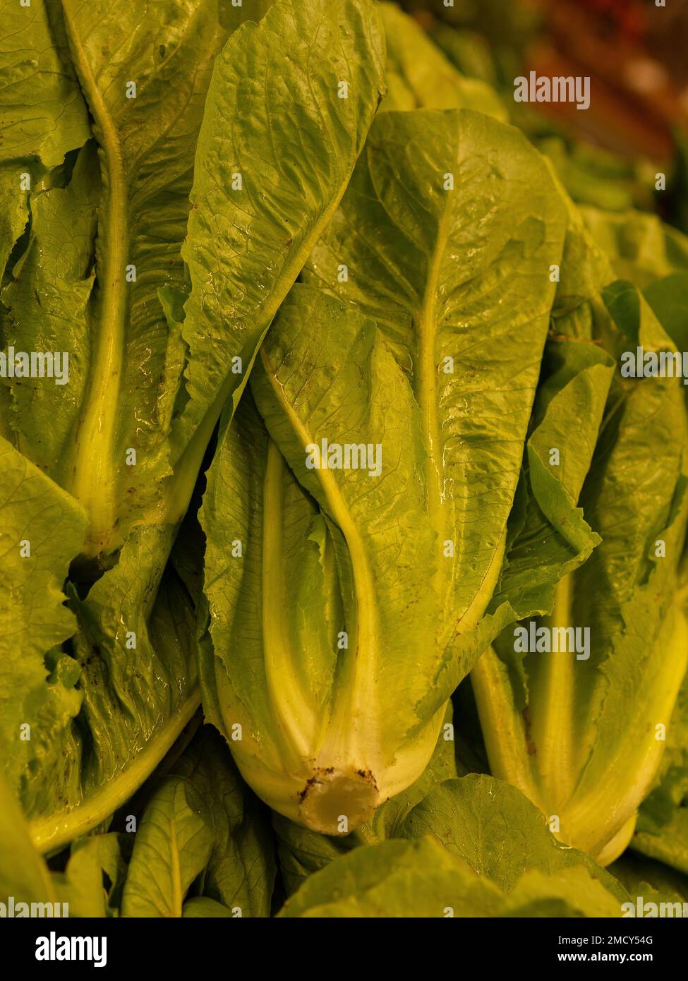 Various salad heads of lettuce Stock Photo - Alamy