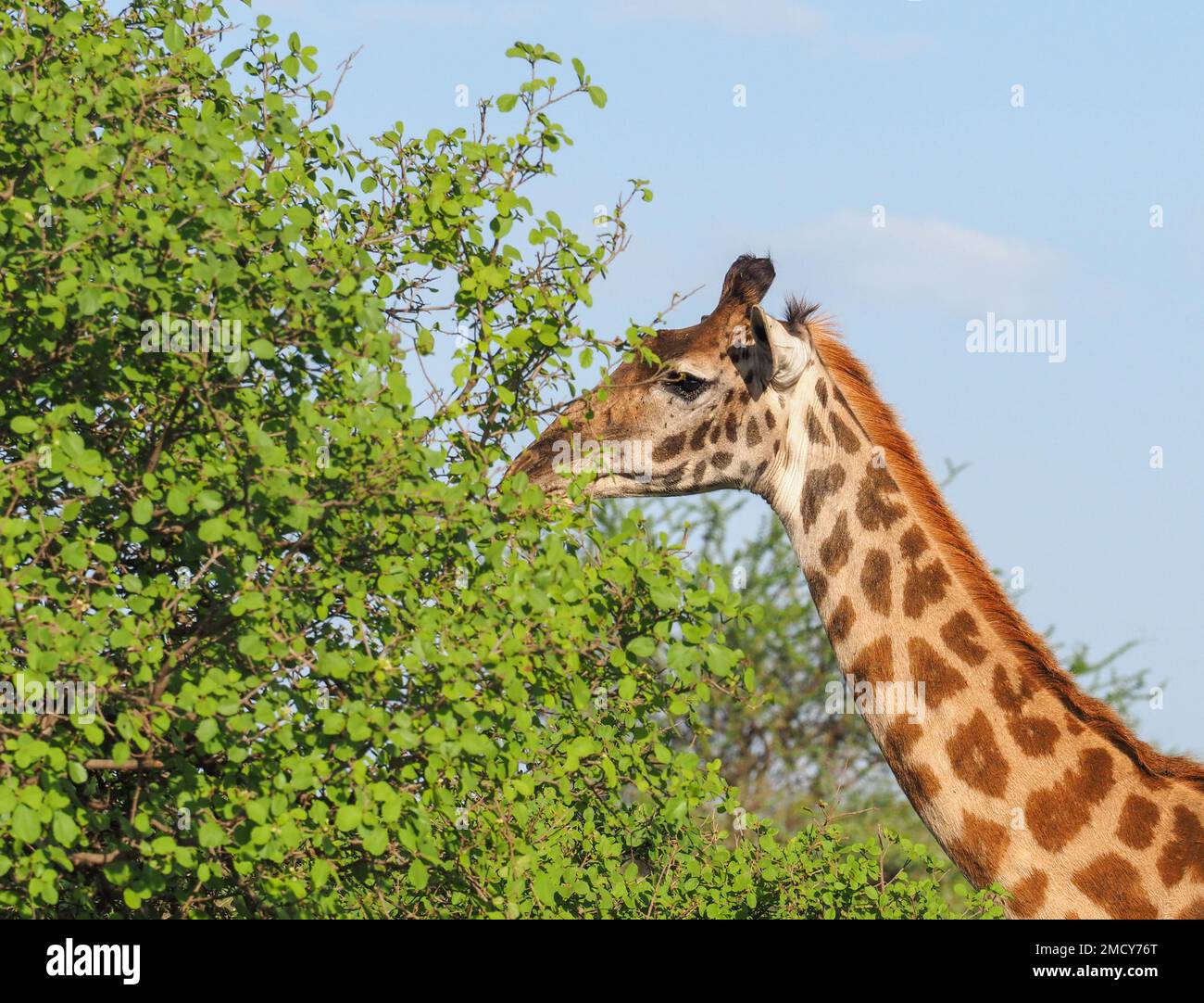 Mto Wa Mbu, Tanzania. 23rd Sep, 2022. A giraffe (Giraffa camelopardalis ...