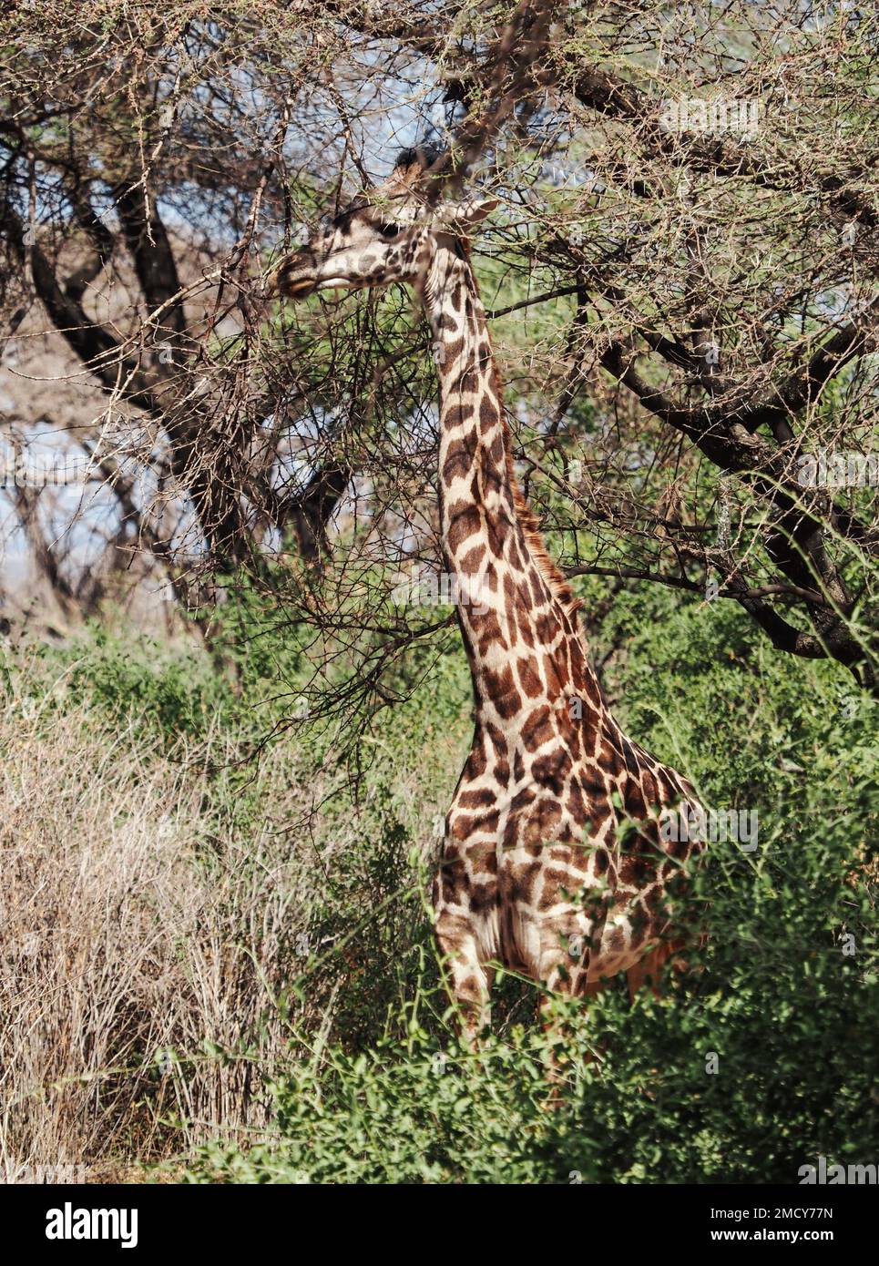 Manjara hi-res stock photography and images - Alamy