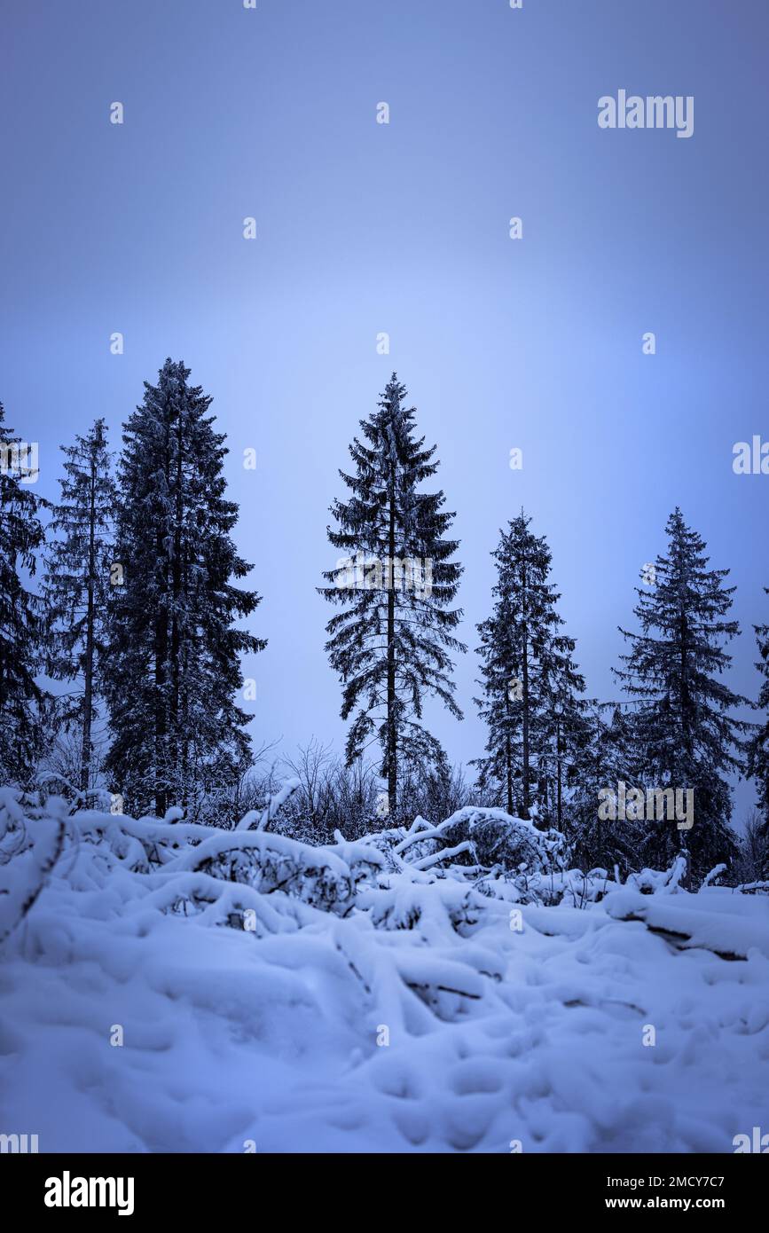 snow covered trees in winter in europe Stock Photo - Alamy
