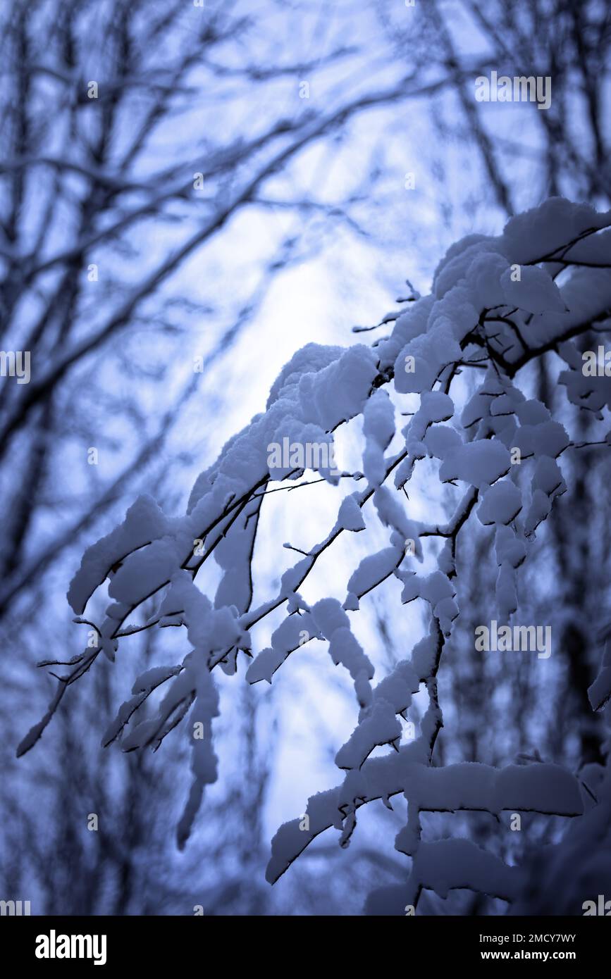 Snowfield with trees hi-res stock photography and images - Alamy