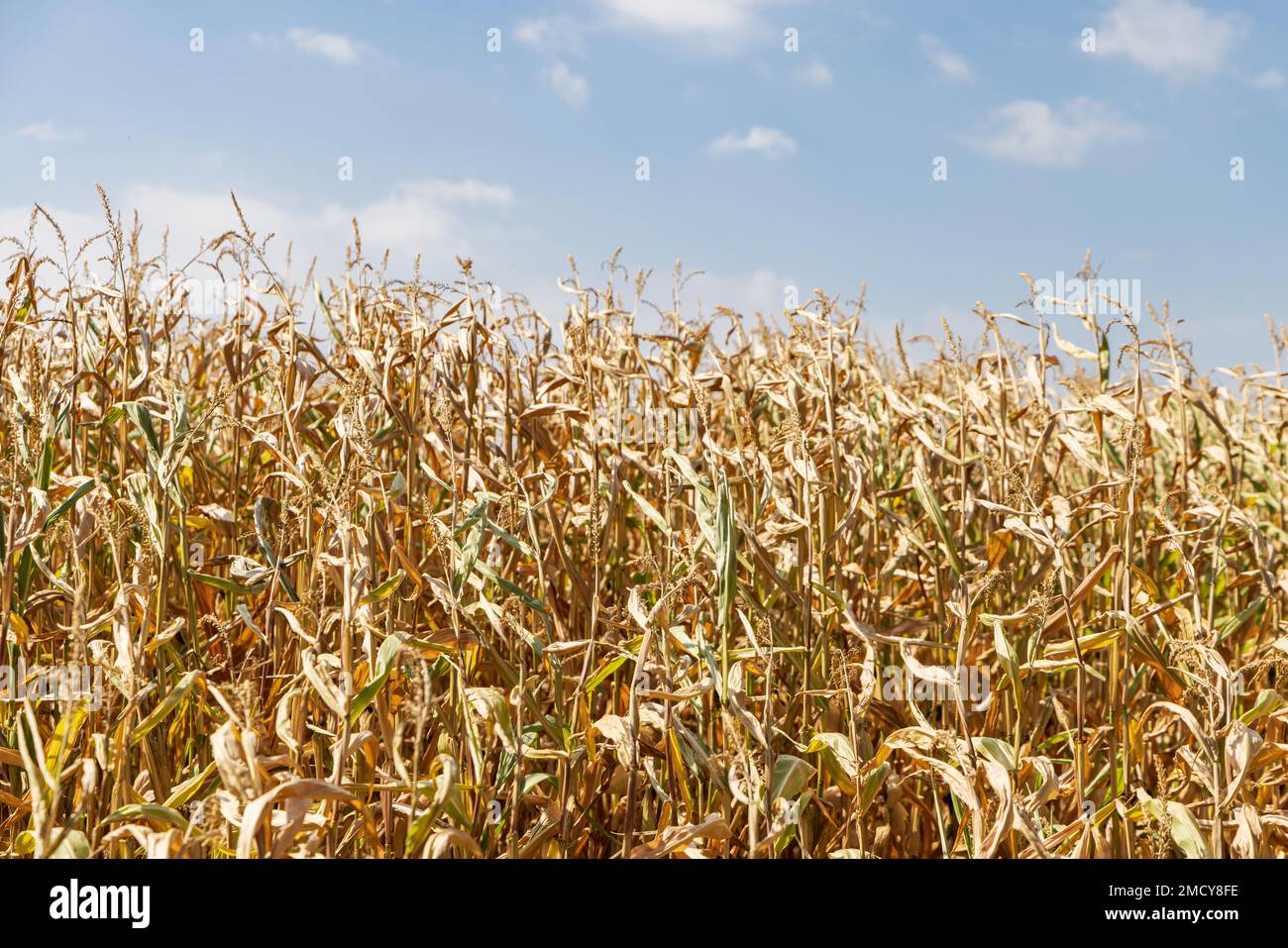 Withered corn field as a result of climate change in The Netherlands ...