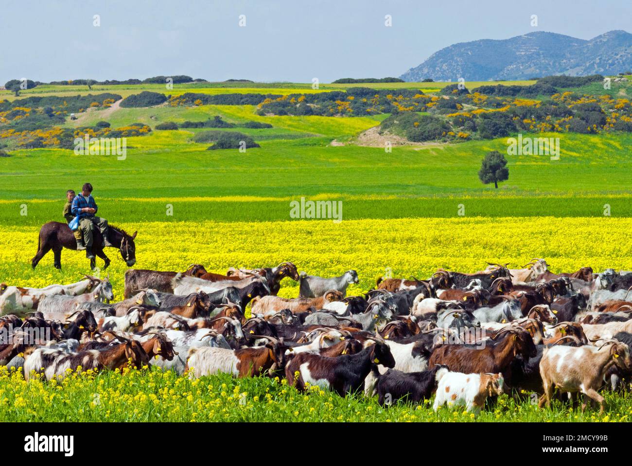 A goat herder with his son in spring on the Karpaz penins Stock Photo ...
