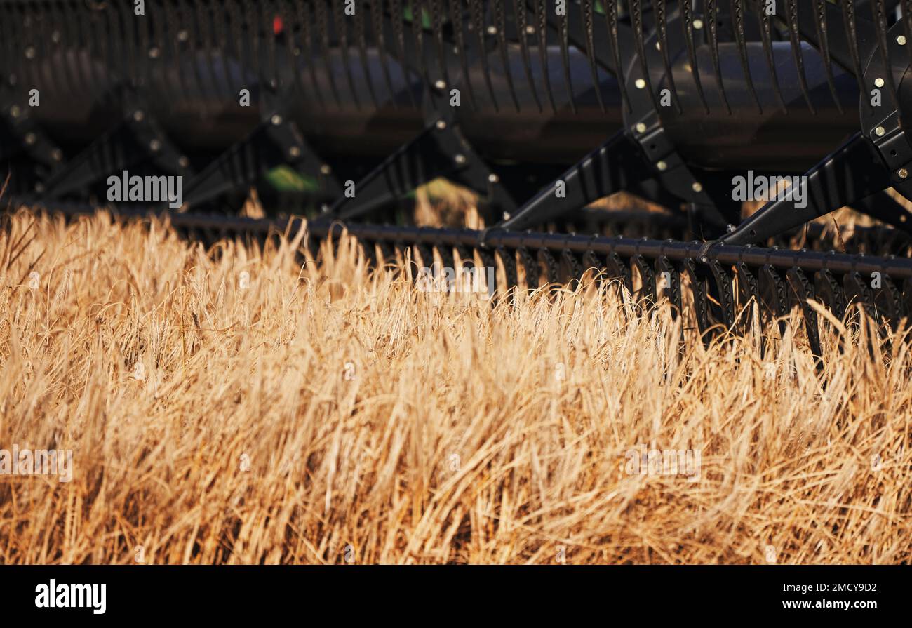Agricultural combine harvester in the field during harvest ripe wheat ...